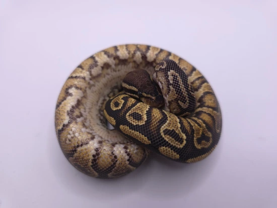 Hurricane Yb Het Ultramel Ball Python by Sinful Serpents, LLC