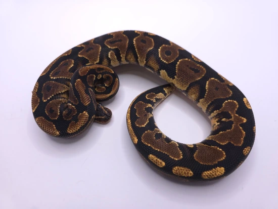 Yb SSR LINE Ball Python by Sinful Serpents, LLC