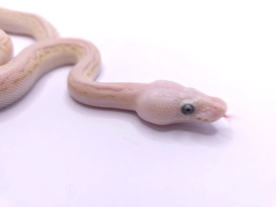 Pastel Butter Stranger Disco/Fire Cinnamon Clown 50% Het Moray Ball ...