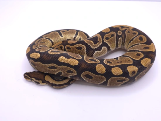 0.1 Triple Het Ultramel Hypo Clown Ball Python by Sinful Serpents, LLC
