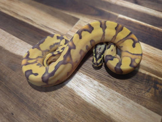 Pastel Od Yb Enchi Dg Ball Python by Sinful Serpents, LLC