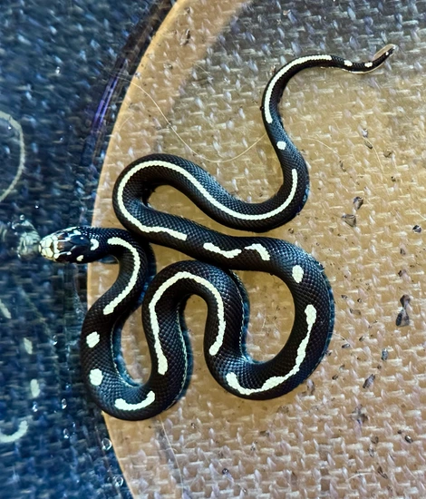 Rare Locality PAIR California Kingsnake by Palomar Reptiles