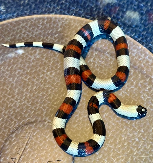 Zapotitlan Basin Sockhead Pueblan Pueblan Milk Snake by Palomar Reptiles