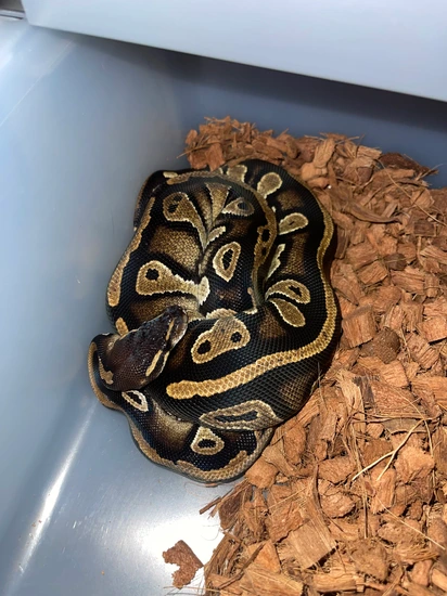 Black Head Arroyo Ball Python by Detention Exotics