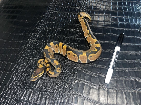 Normal Ball Python by Detention Exotics