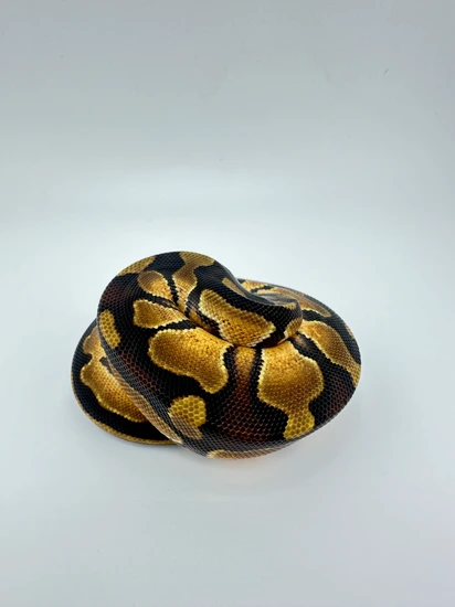 Enchi YB Ball Python by Six String Serpents