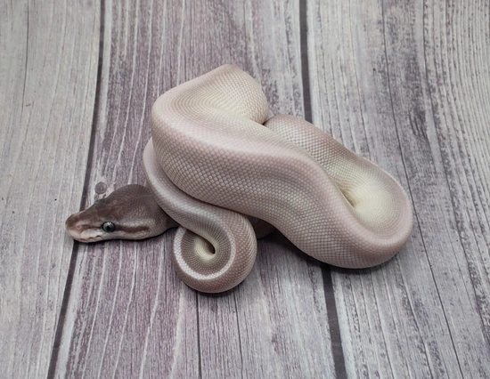 Purple Passion Ball Python by Twisted Reptiles