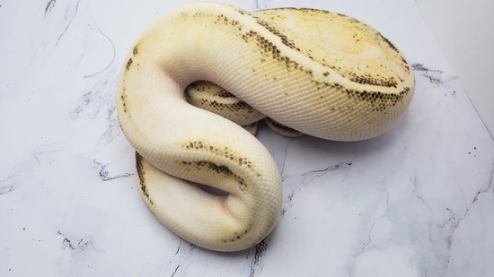 Freeway Ghi Pastel Enchi Ball Python by Twisted Reptiles