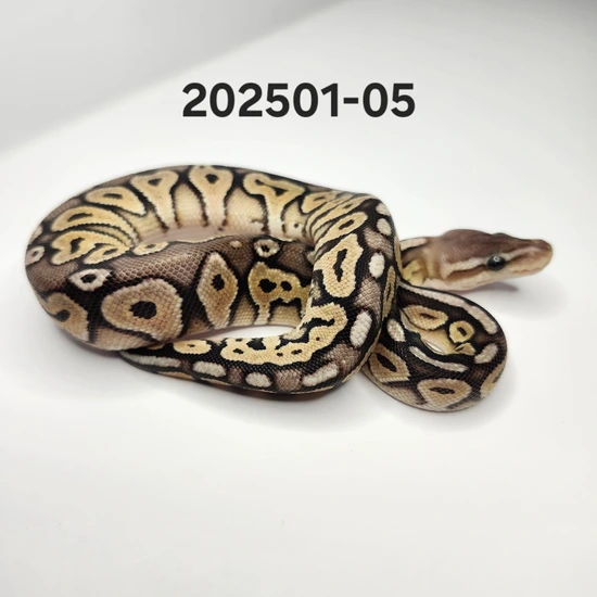 Pastel Mojave Het Hypo (Orange Ghost) Ball Python by South Jersey Ball ...