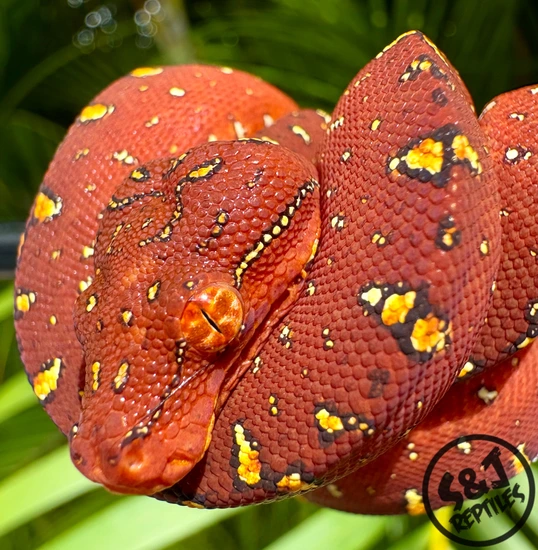2025 USCBB Green Tree Python by S&J Reptiles