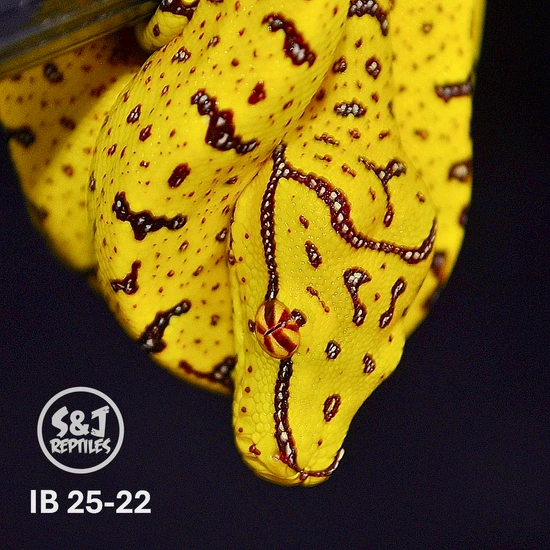 2025 USCBB Green Tree Python by S&J Reptiles