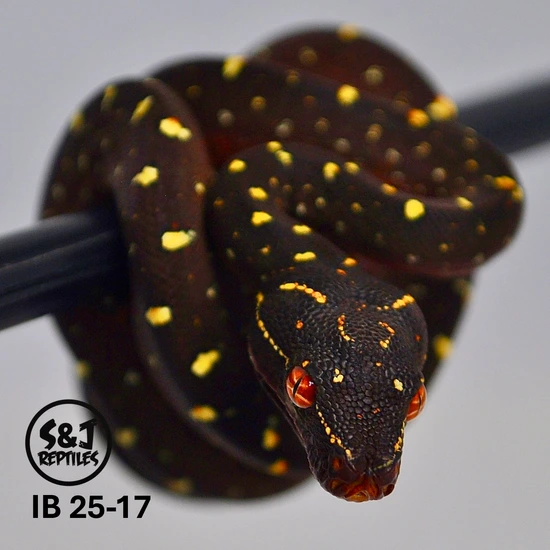 2025 USCBB Green Tree Python by S&J Reptiles