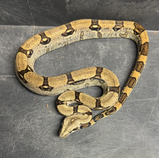 2024 Peruvian Long-Tail Boa Female Peruvian Long-Tailed Boa Constrictor ...