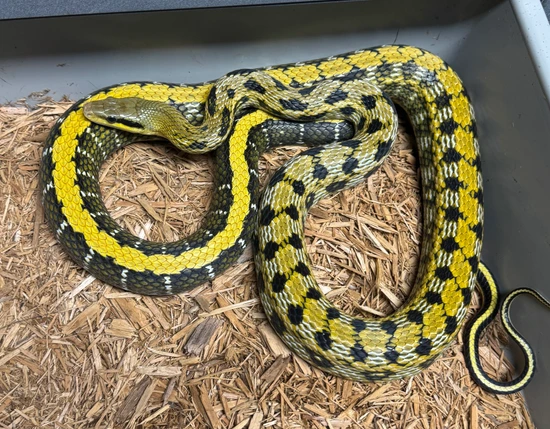 Proven Taiwanese Beauty Rat Pair Beauty Rat Snake by SKB Exotics