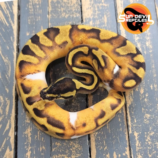 Enchi Pied Het Lavender Ball Python by Sun Devil Reptiles LLC