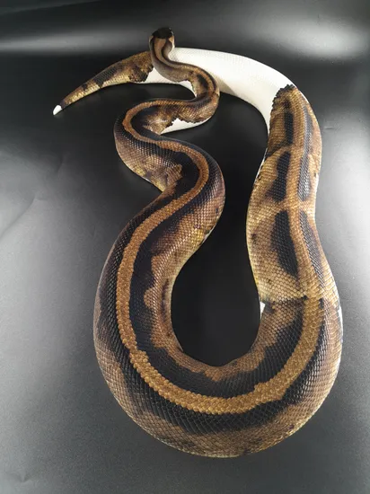 STM Midnight Pied Ball Python by Skip's Termite Mound