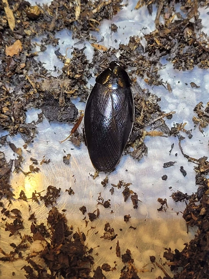 Shadow Roaches Cockroach by Skip's One Stop Exotic Shop LLC