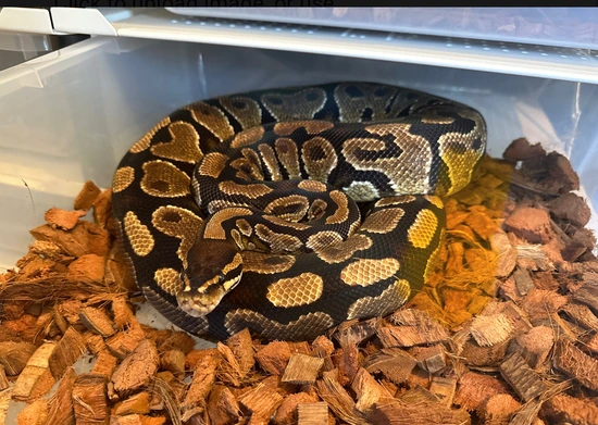 Yellowbelly Ball Python by Snake Pit Uk