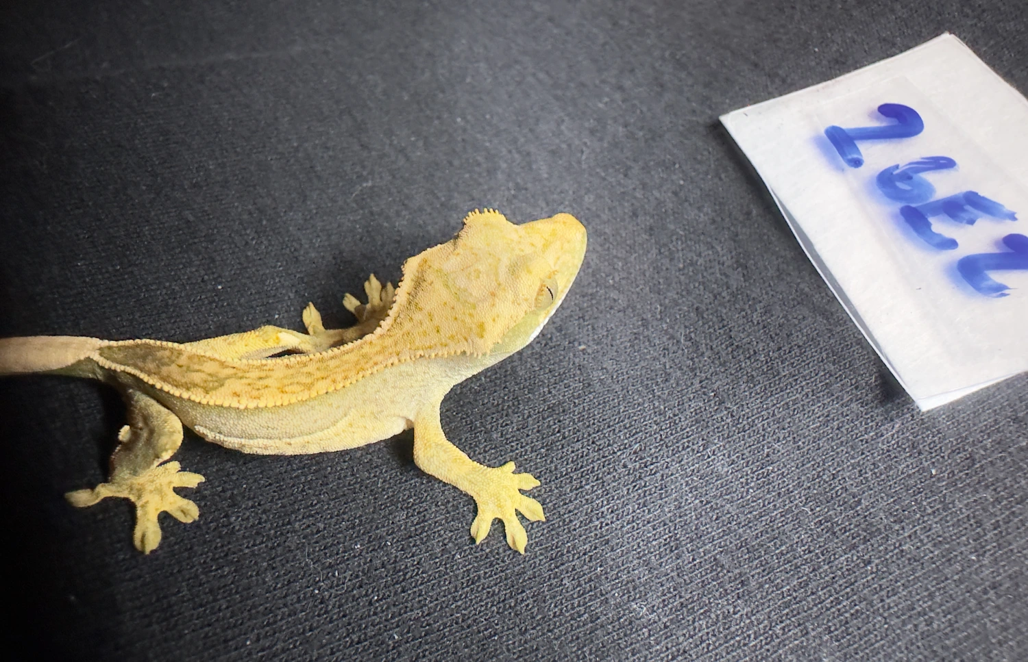 AK Gecko Oasis's Collection - MorphMarket