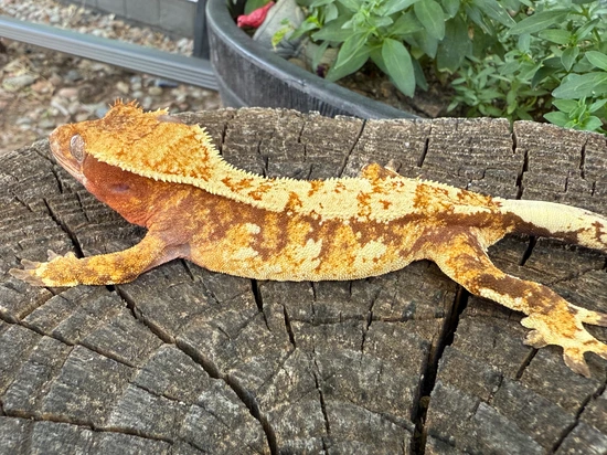 Red Base Tricolor Harlequin Crested Gecko by SKYzthe1imit Exotics