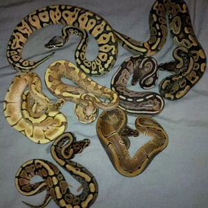 NMP Ball Pythons - MorphMarket