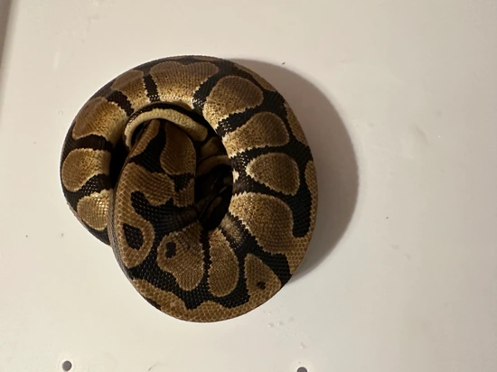 Normal Female Ball Python by DandyLyons Critters