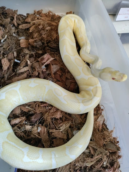 Albino Cinna Bee Ball Python by The Sleepy Snake