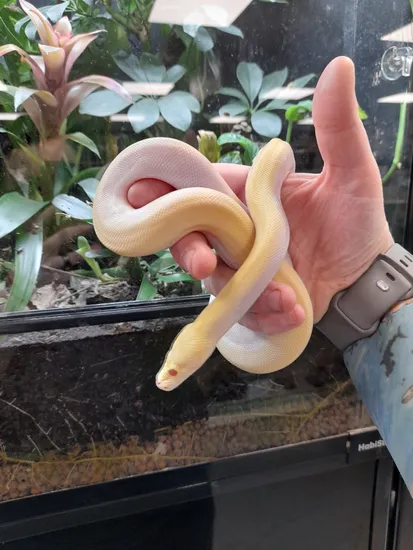 Albino Super Hypo (Ivory) Male Burmese Python by Slitherin Reptiles Ltd