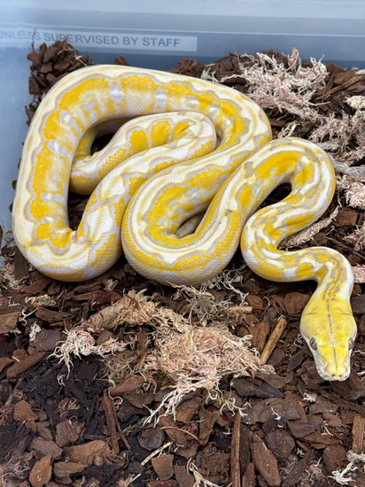Coral Marble Male Super Dwarf Reticulated Python by Slitherin Reptiles Ltd