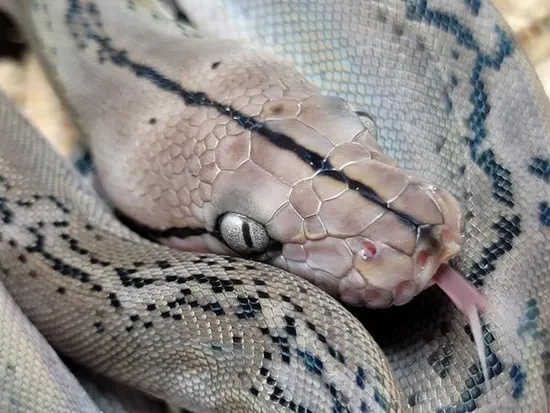 Anery Motley Het Purple 50% Kalaotoa Superdwarf 12.5% Jampea Dwarf ...