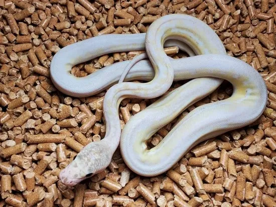 Anery Ultra Ivory 75% Jampea Dwarf Reticulated Python by Slither Exotics