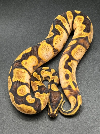 Enchi Sugar 100% Het Albino Ball Python by Mike Wells Reptiles