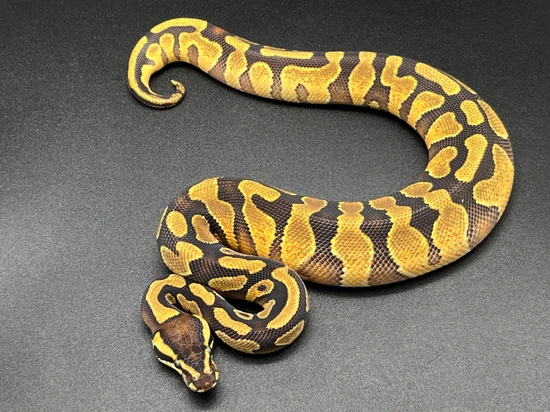 Enchi Asphalt 100% Het Pied Ball Python by Mike Wells Reptiles
