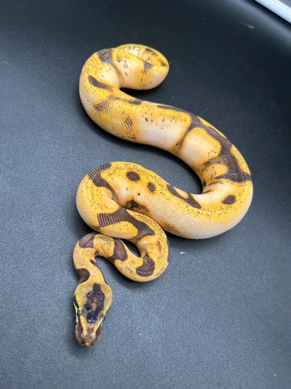 Sugar Super Enchi Pastel Ball Python by Mike Wells Reptiles