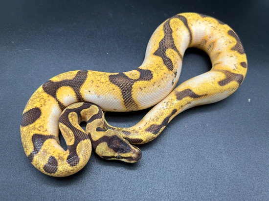 Sugar Super Enchi Pastel Ball Python by Mike Wells Reptiles