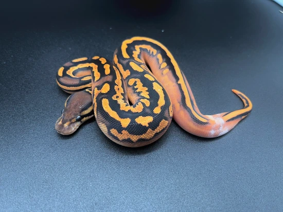 Super Orange Dream Yellow Belly Barnhart Black Pastel Scrambler Ball ...