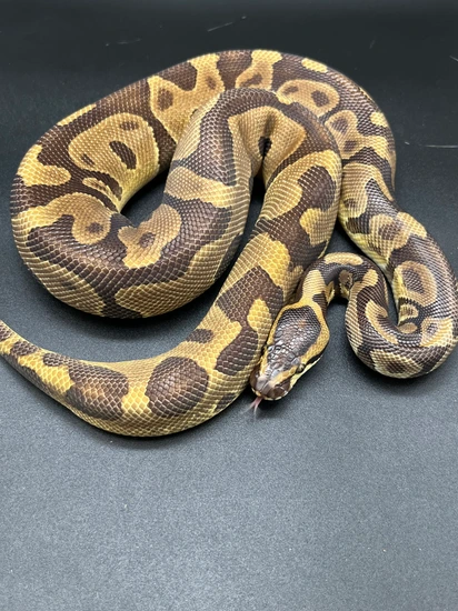 Leopard Enchi Possible Spotnose 100% Het Desert Ghost/Clown Ball Python by Mike Wells Reptiles
