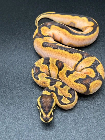 Super Orange Dream Enchi Sugar Possible Scrambler Ball Python by Mike ...
