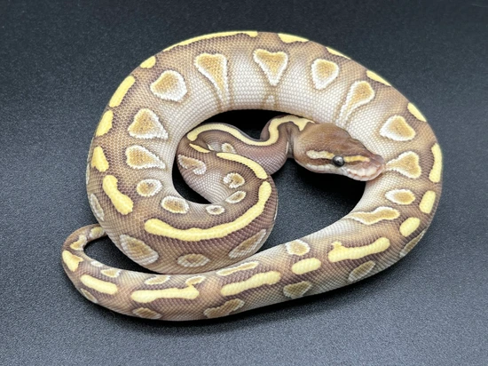 Stranger Lesser 100% Het Clown Ball Python by Mike Wells Reptiles