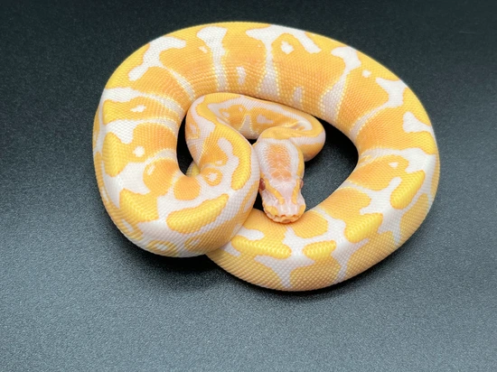 Lavender Albino Ball Python by Mike Wells Reptiles