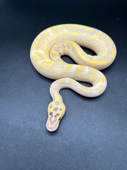 Pastel Enchi Leopard Highway 50% Het Pied Ball Python by Mike Wells ...