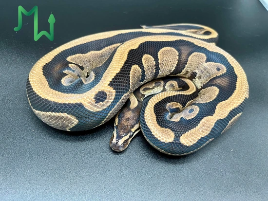 Leopard Calico 100% Het Genetic Stripe Ball Python by Mike Wells Reptiles