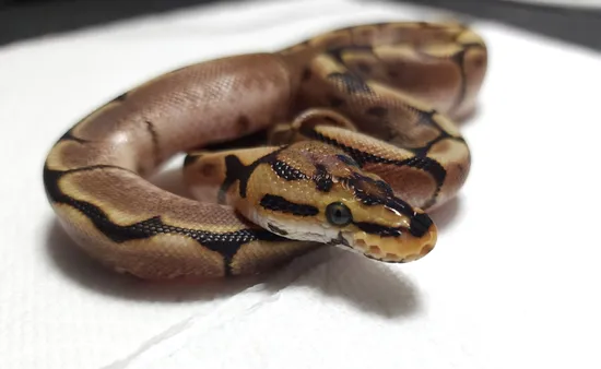 Fire/Vanilla Spider Ball Python by Shanz Amaze Ballz