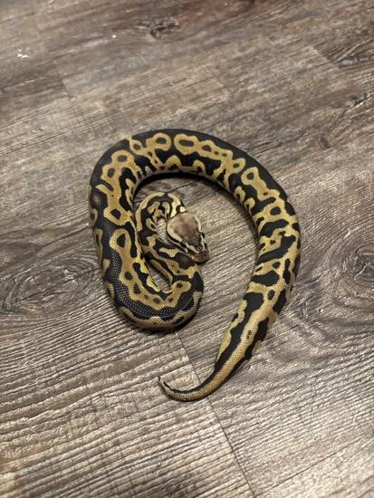 🔥Pastel Leo +💯 Het.Clown🔥 Ball Python by Longoria’s Reptile Haven