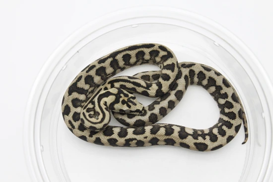 Jungle Jag Jungle Carpet Python by Slotke's Select Serpents
