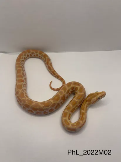 *Free Shipping* Pearl Het Labyrinth Burmese Python by Thirteen Serpents