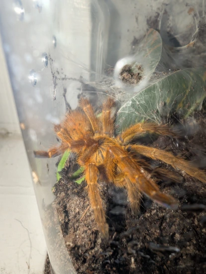 Mature Male RCF P. Murinus Tarantula by White Lotus - House of Serpents
