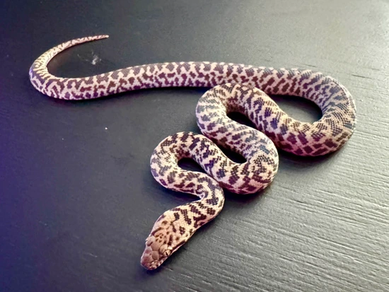 100% Het Granite Spotted Python by Small Scale(s)