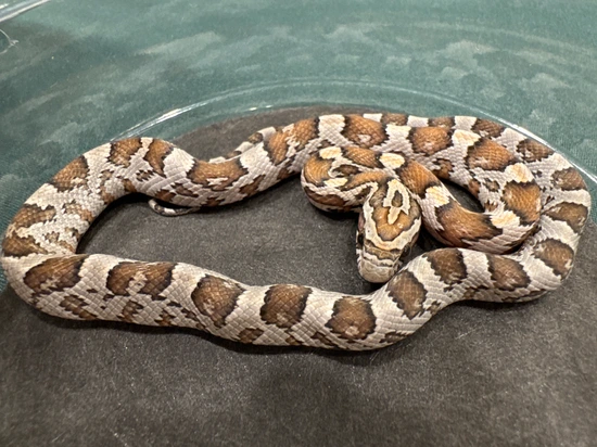 Kastanie 100% Het Amel (Het Mandarin) (F) Corn Snake by Small Scale(s)