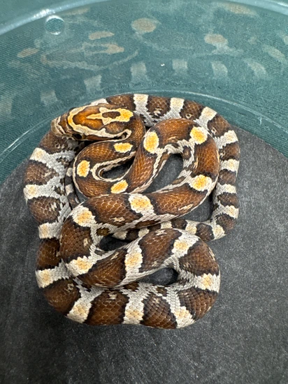 Kastanie 100% Het Amel (Het Mandarin) (F) Corn Snake by Small Scale(s)